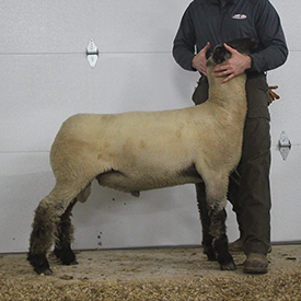 Reference Sires - Impact Hampshires