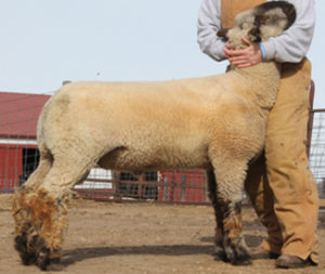 Reference Sires - Impact Hampshires