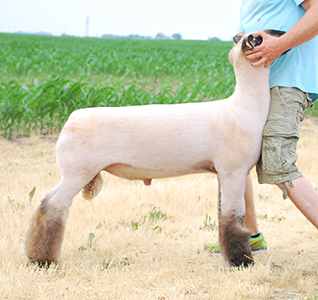 Reference Sires - Impact Hampshires