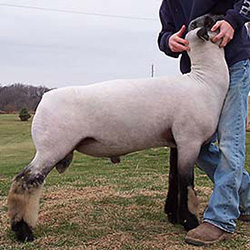 Reference Sires - Impact Hampshires