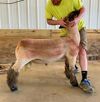 Reference Sires - Impact Hampshires