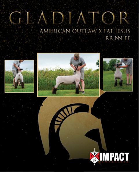 Reference Sires - Impact Hampshires