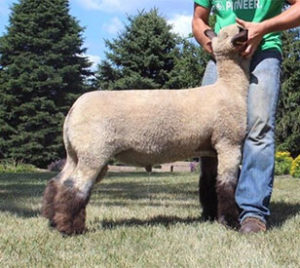 Reference Sires - Impact Hampshires