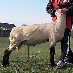 Reference Sires - Impact Hampshires