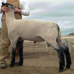 Reference Sires - Impact Hampshires