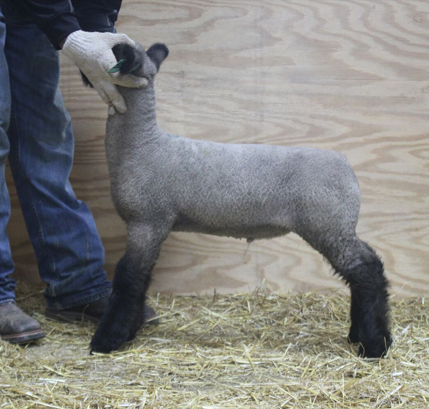 Reference Sires - Impact Hampshires