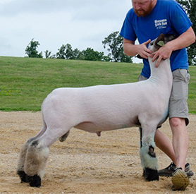 Stud Rams - Impact Hampshires