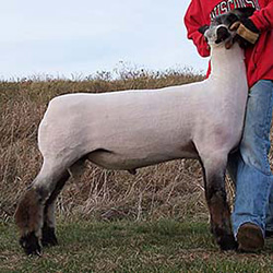 Reference Sires - Impact Hampshires