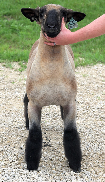 Stud Rams - Impact Hampshires