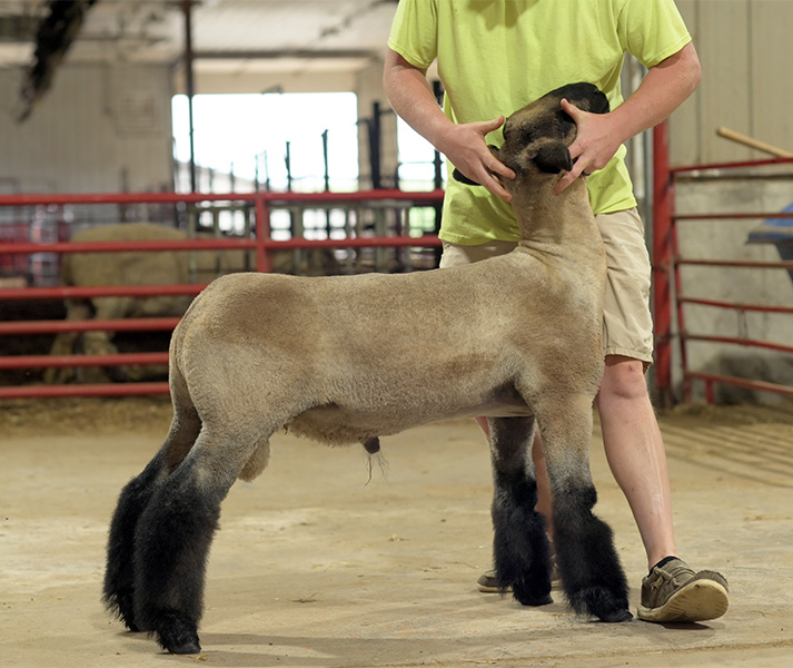 Reference Sires - Impact Hampshires